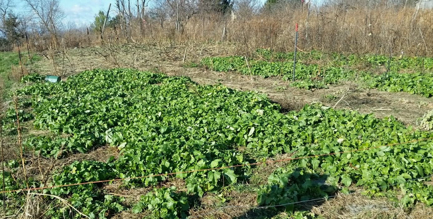 Eaton Rapids Joe: Subsistence Gardening