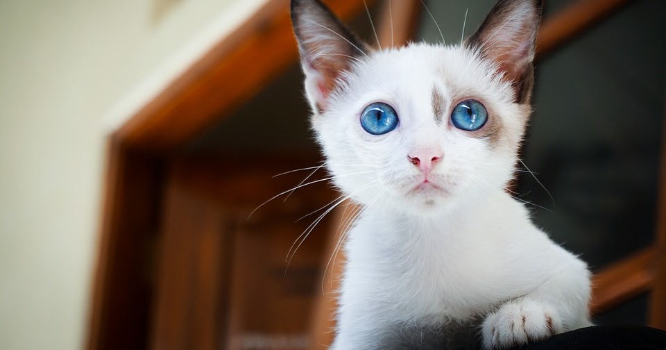 20 Jenis Kucing Mixdom, Ras Campuran yang Populer Dicari untuk Dirawat