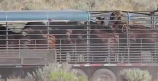 Save the Mustangs: Photos of BLM Roundups