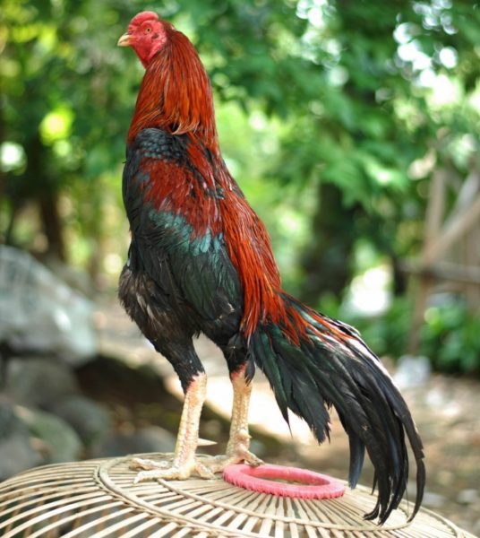 9 Ayam Laga Paling Populer di Dunia