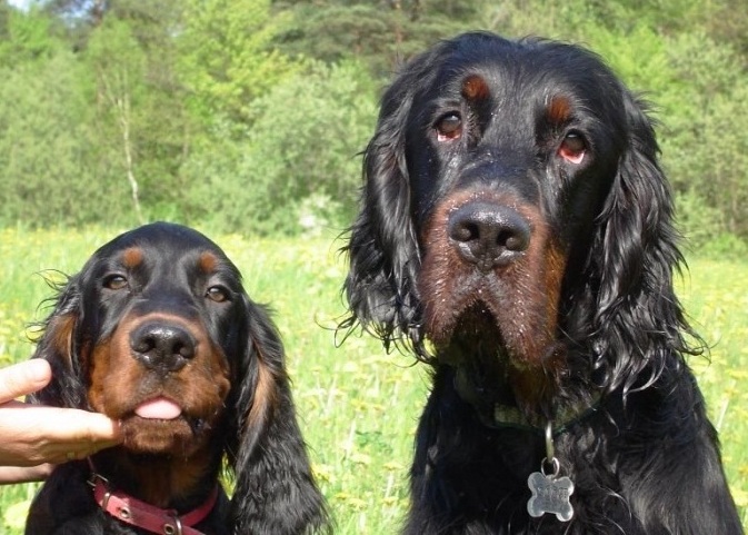 About Dog Gordon Setter
