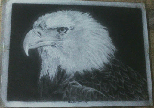 Ringo Artist : Eagle art by Andrew Amini Ringo