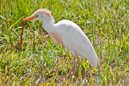Especies Invasoras En Colombia : Garza bueyera