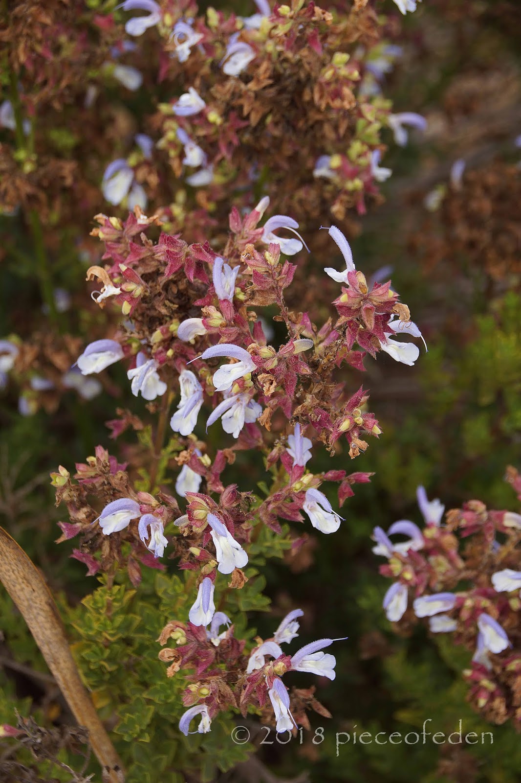 A Visit To UC Santa Cruz Arboretum