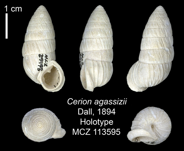 Variety of Life: Orthalicoidea