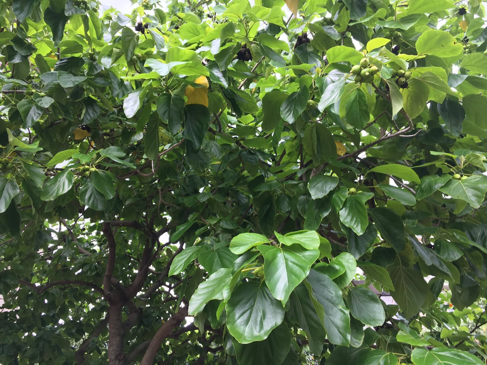 Cordia subcordata (Kou)