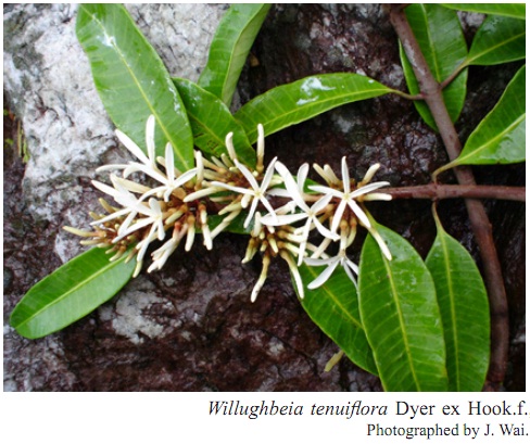 Species New to Science: [Botany • 2011] Willughbeia tenuiflora ...