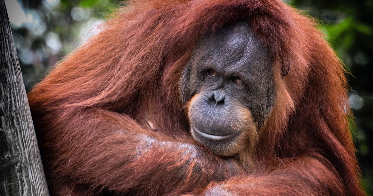 NATAL LION PARK AND ZOO