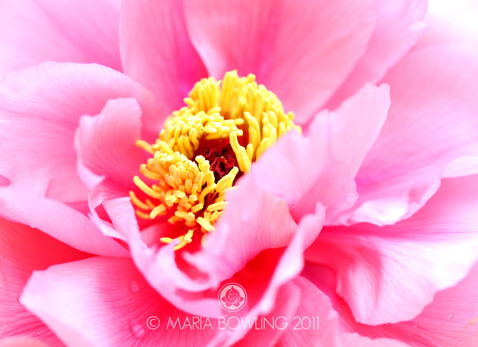 Pretty Medicine : Pretty Peonies