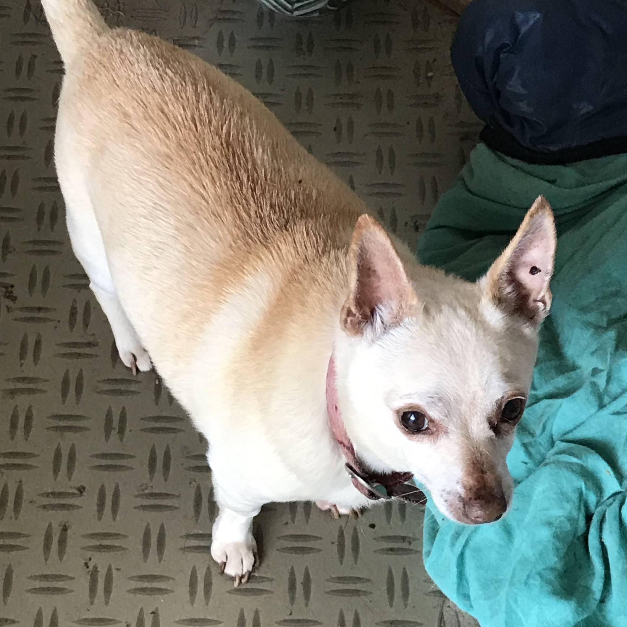 Chihuahua Rescue Victoria Dog Roll: TINY