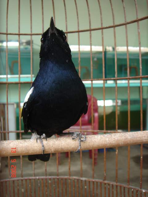 Cẩm nang nuôi chim Chích Chòe Than (phần 3) | Kỹ thuật nuôi trồng.com