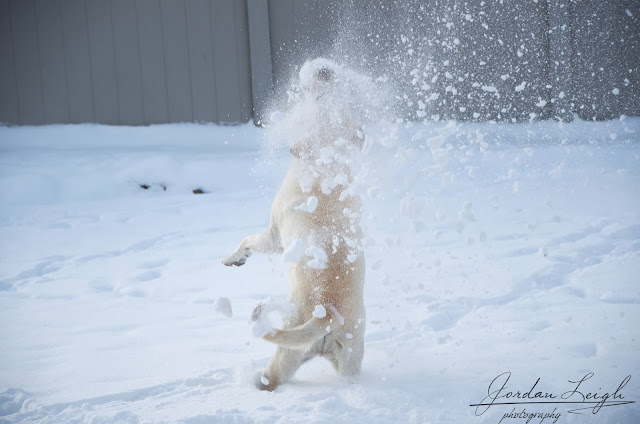 Jordan Leigh Photography: Loving Snow Lab-Pet Photography