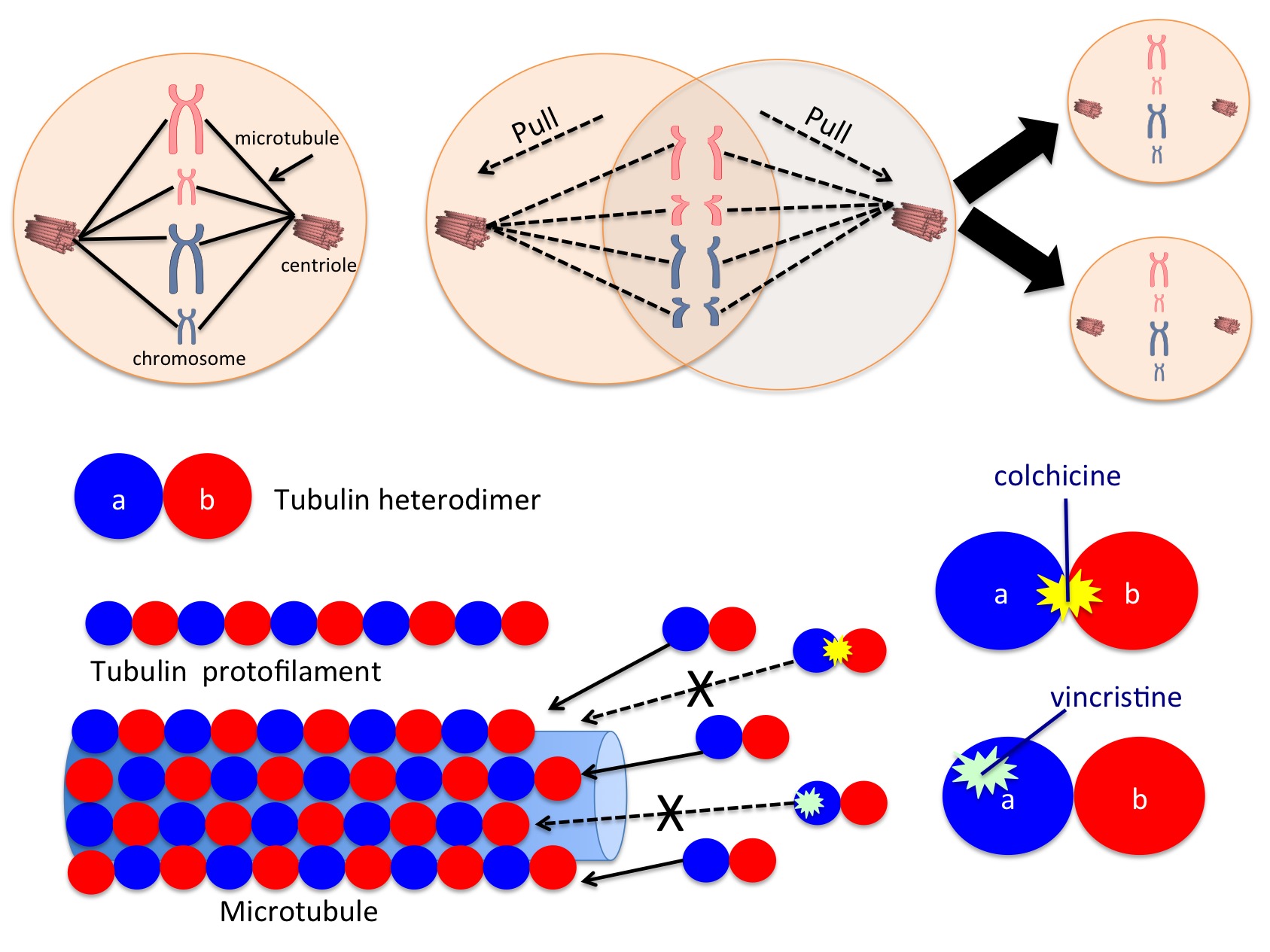 Science: Mitotic Poison, Colchicine
