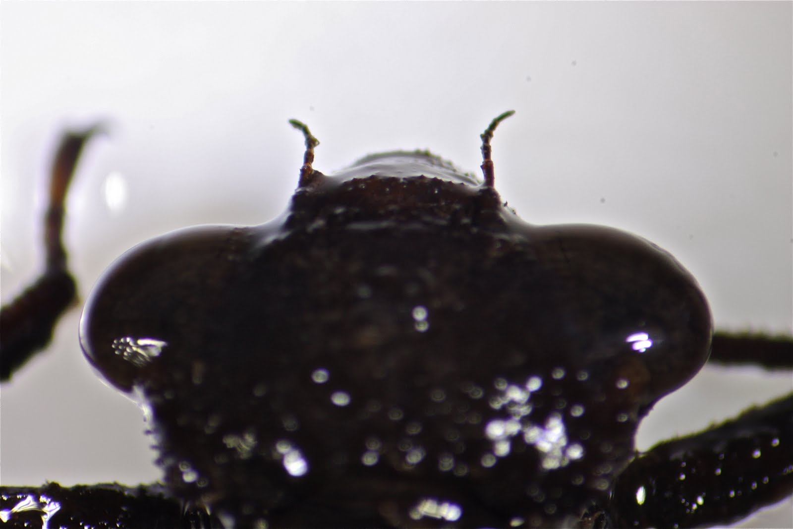 Aquatic Insects of Central Virginia: New Water: A Trip to the Buffalo ...