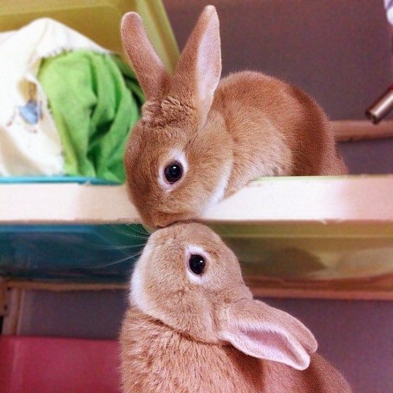 Conejos Enamorados - Imagenes de Animales Graciosos, Videos y Fotos de ...