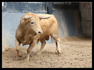 Círculo Taurino de Gines: Capas del toro de lidia
