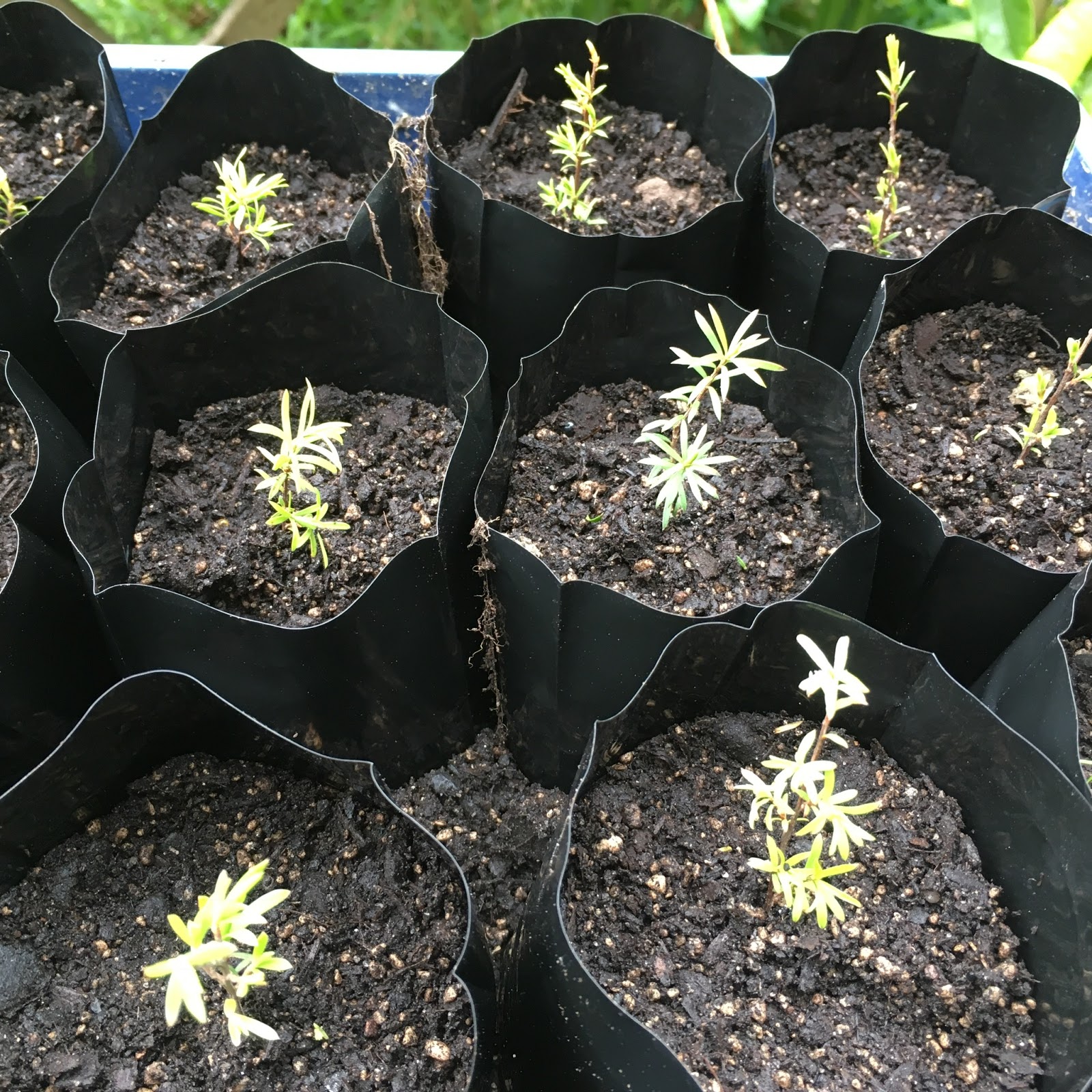 Beekeepers Blog: Growing Manuka Trees from Cuttings