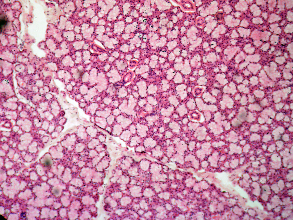 Histologia UFJF: Lâmina 49 - Sublingual