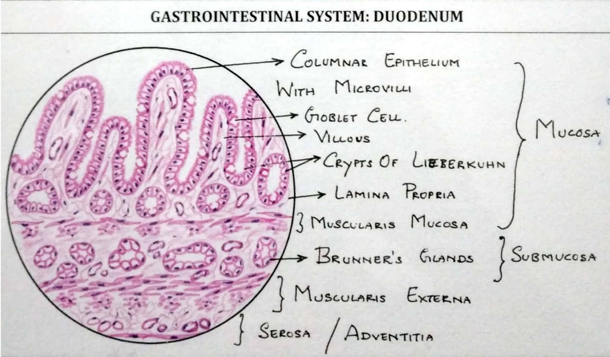 Digestive System - Intestines - Theory