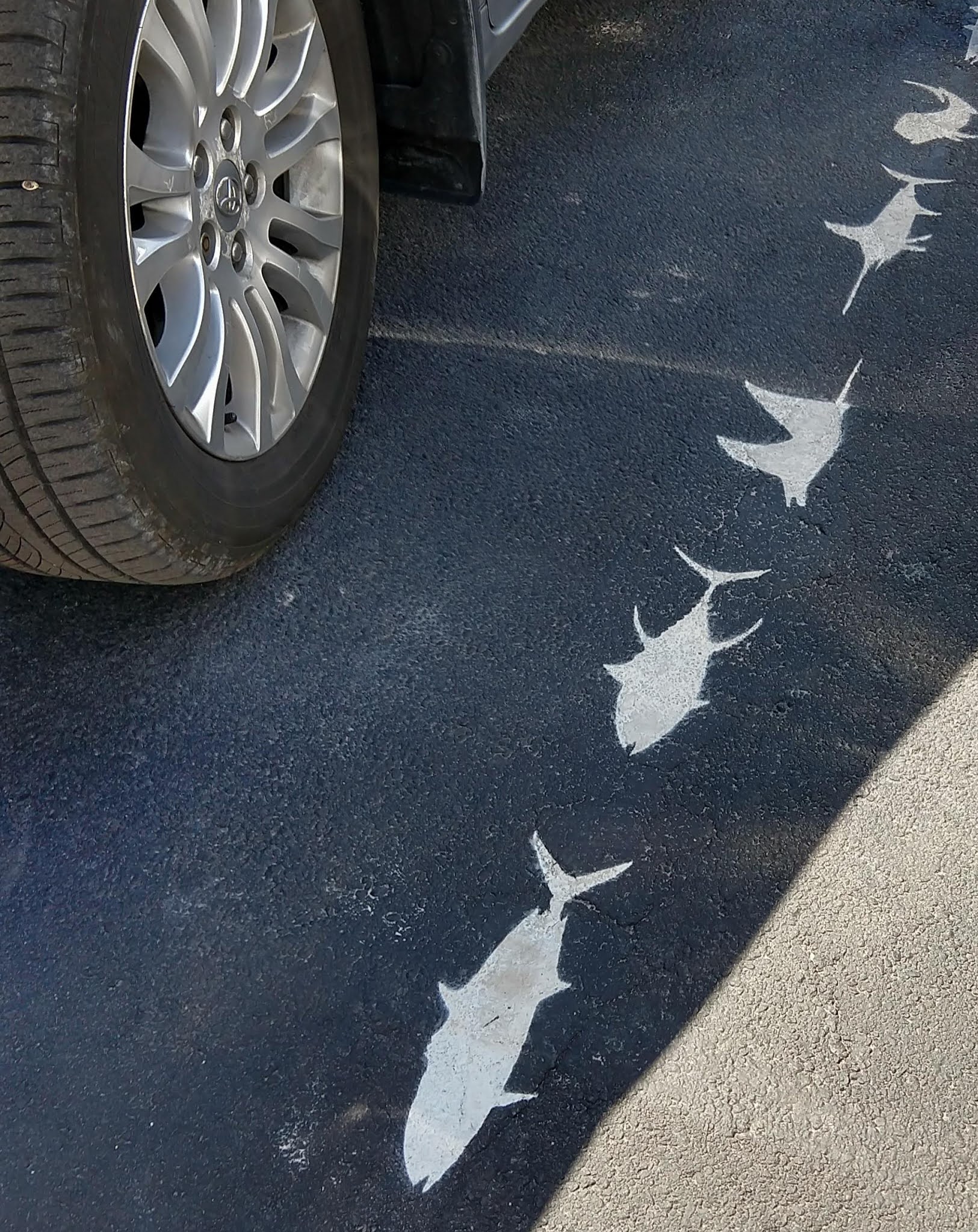 Just A Car Guy: parking lot lines in the Florida Keys shaped like fish