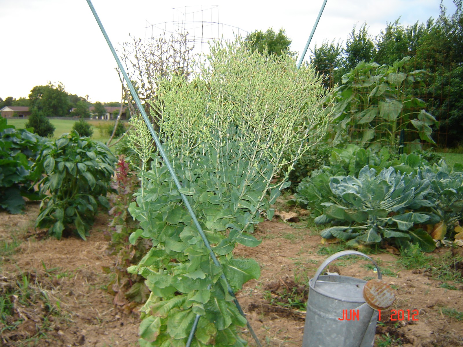 Hoe-Made: Harvesting Lettuce Seed & Squash Vine Borer Bugs