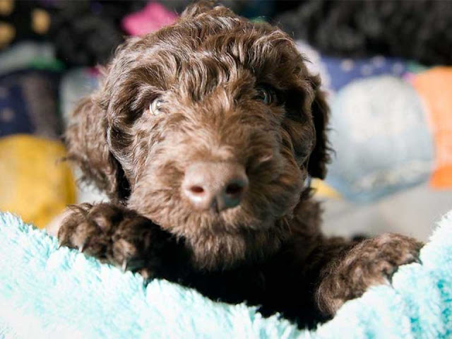 Barbet Dog | Barbet is an Obedient, Sociable, and most Intelligent Dog ...