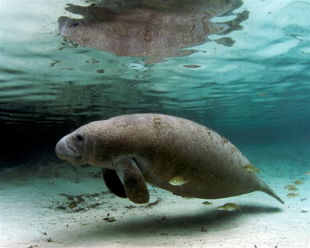 Manatee | Animal Wildlife