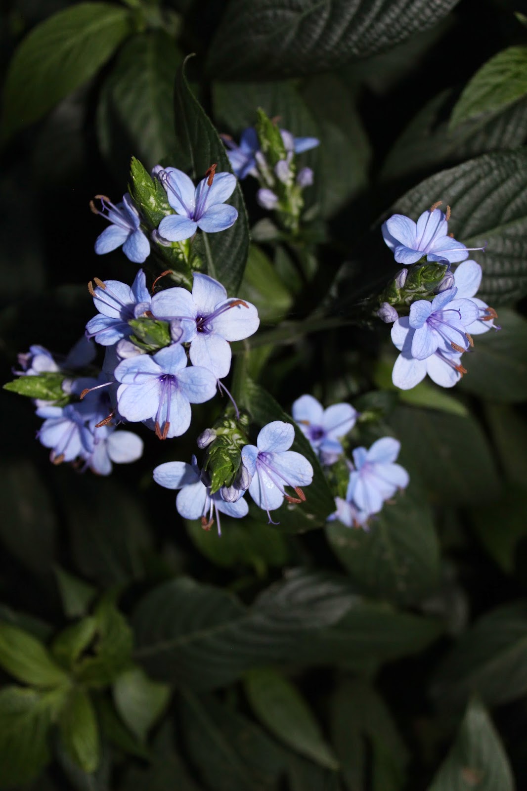 Florez Nursery: Eranthemum pulchellum