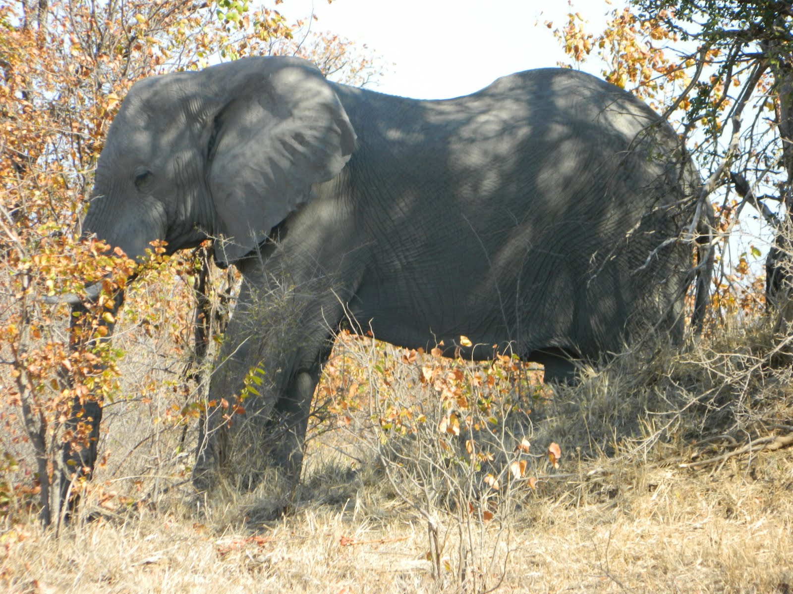 Watching the Sun Bake: An Enormity of Elephants