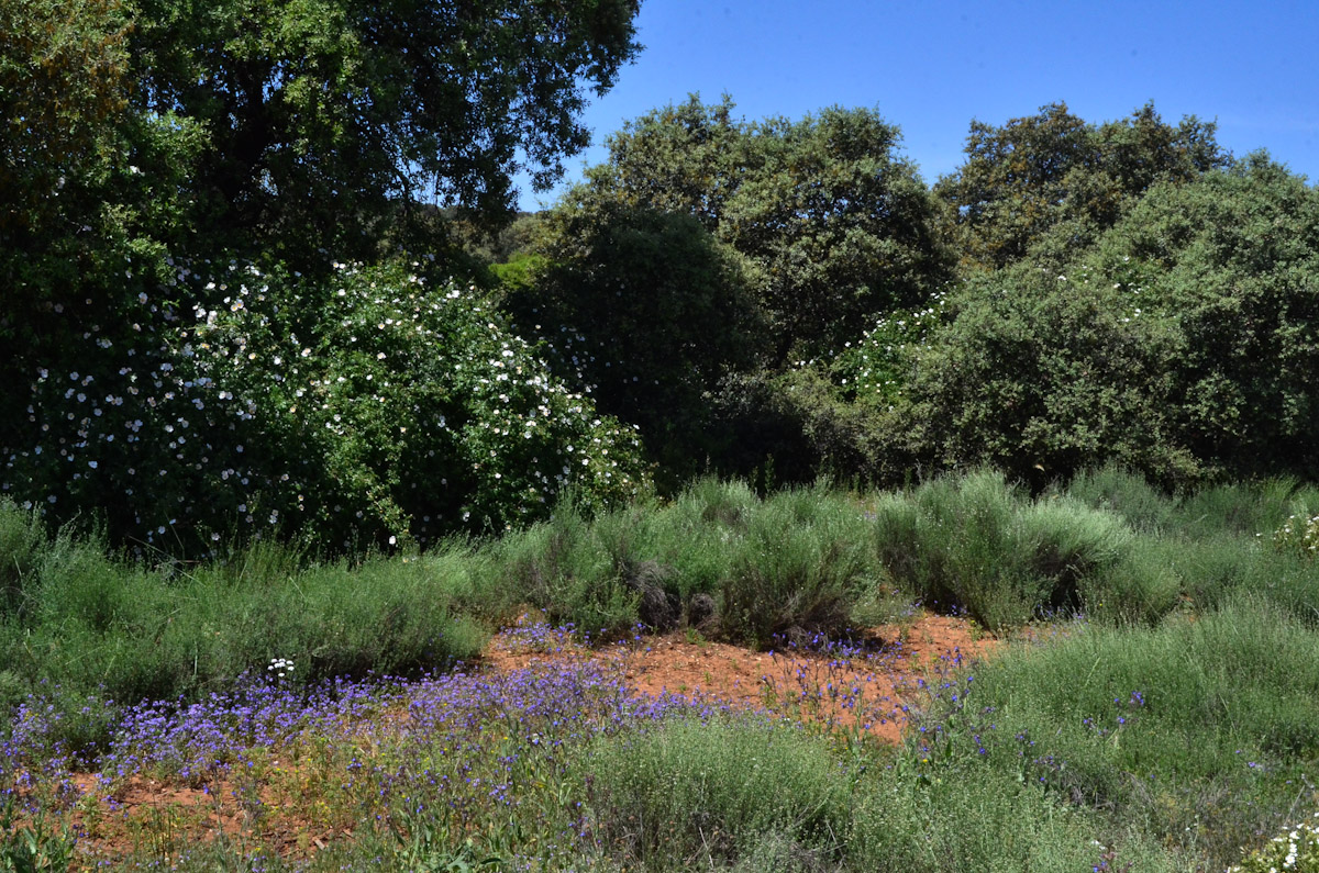 ALMANAQUE NATURAL: El Encinar Manchego Occidental