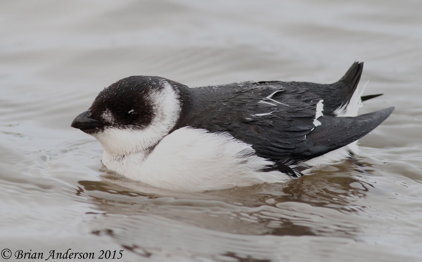 Brian's birding blog: Spectacular Little Auk at Salthouse