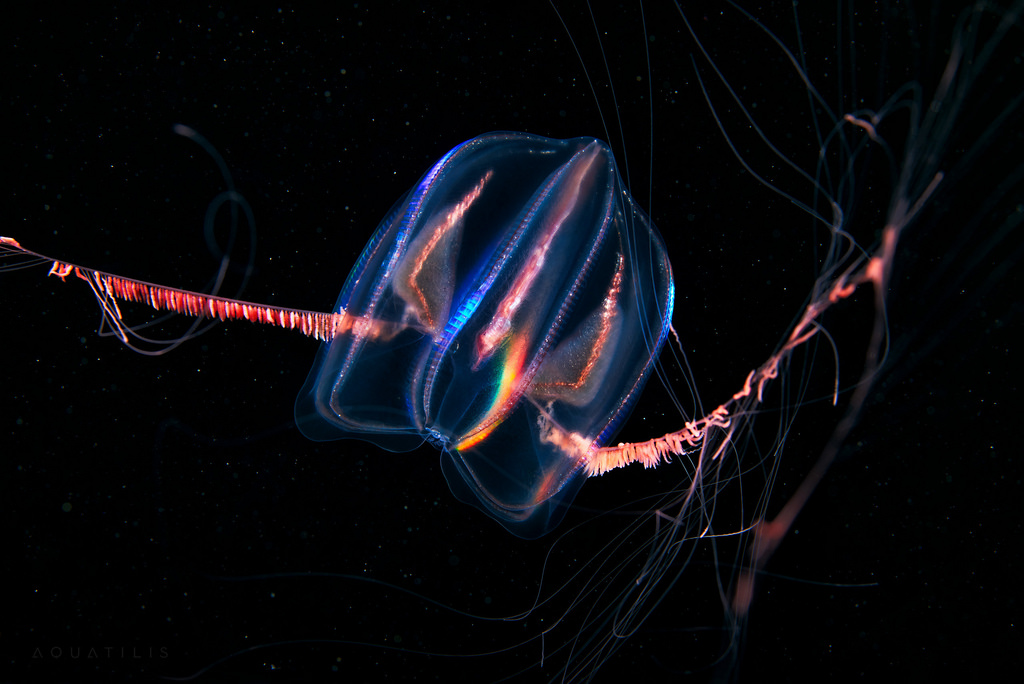 Ctenophora ~ Dunia Hewan