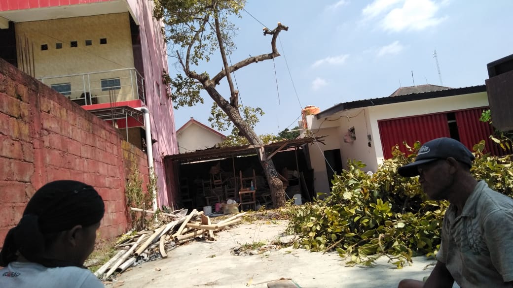 JASA TEBANG POHON TERPERCAYA: Jasa Tebang Pohon |Potong Pohon | Pangkas ...