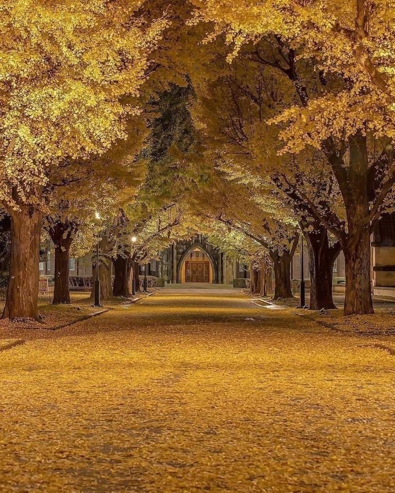 An Autumn Cathedral with Trees