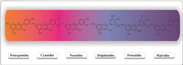 Rosso Violaceo : Step 14 - CHIMICA