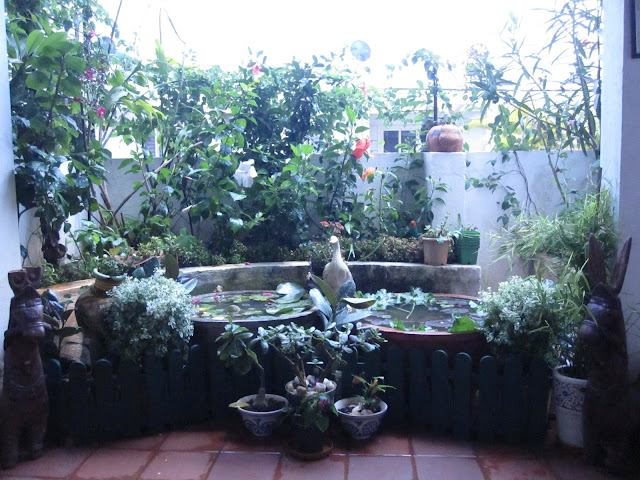 choyee's garden: Water Garden - Redesigned choyee's garden: Water Garden - Redesigned