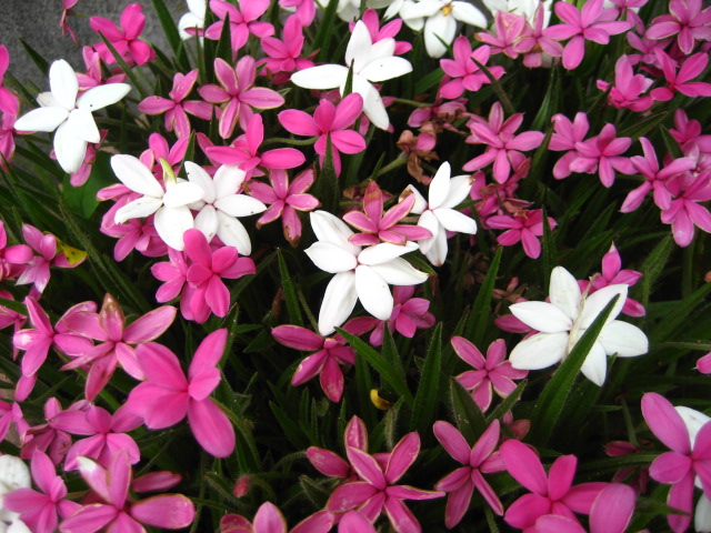 confeito日記: アッツザクラ(アッツ桜) [ユリ科ロドヒポキシス属の多年草(Rhodohypoxis baueri/Rose ...