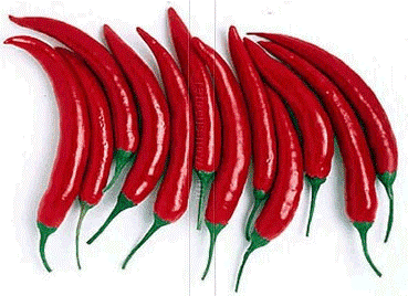 Cabai Merah Besar