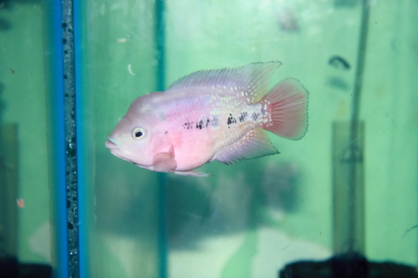 Flowerhorn The Hybrid Cichlids: King kamfa and flowerhorn Show Grade AAA
