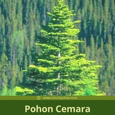 Fakta Menarik Pohon Cemara yang Menjadikannya Populer di Banyak Negara ...