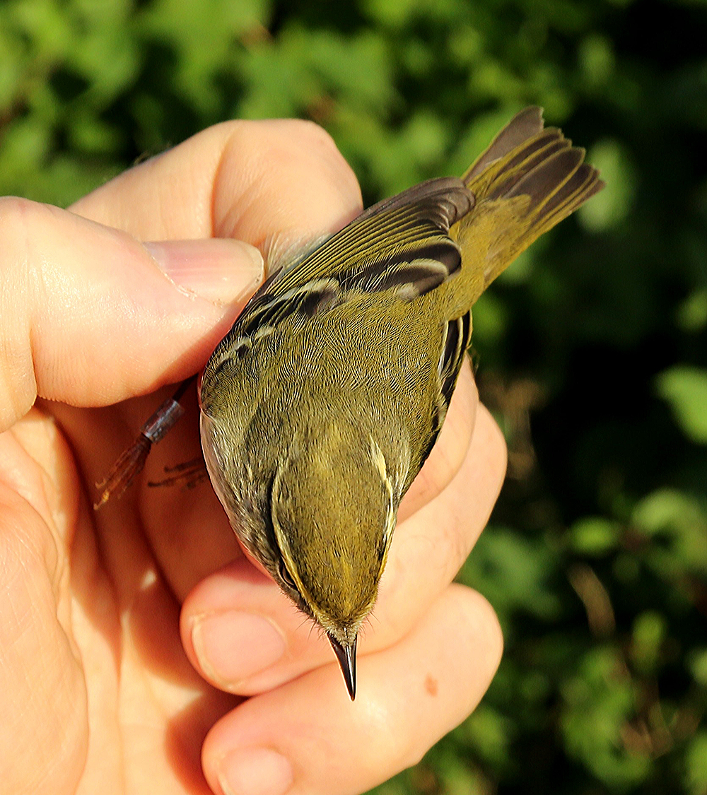 CAMBRIDGESHIRE BIRD CLUB GALLERY: Yellow-browed Warbler