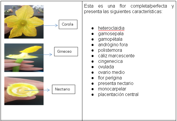 biologia vegetal