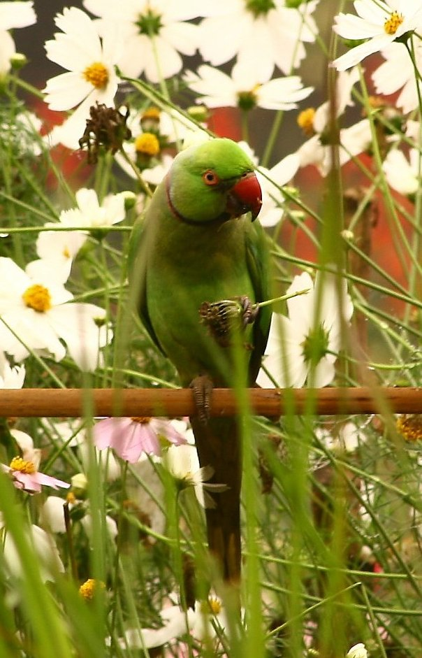 We love Our Bangladesh: Alexandrine Parakeet or Green Parrot (Tiya/Tuta ...