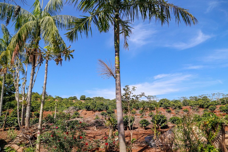 Município de Ivaiporã quer se transformar na capital do açaí