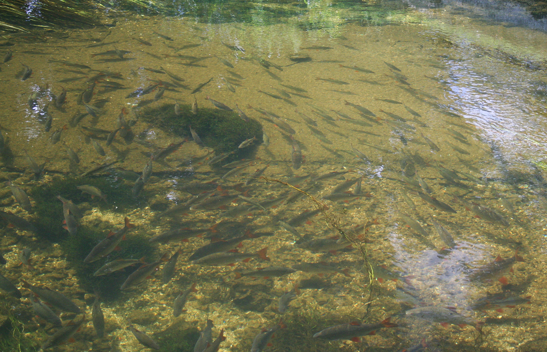 Avon Roach Project: 2020