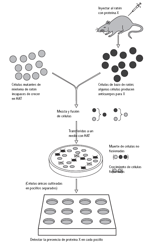Cuarta Bitácora de biología