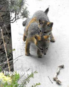 Friends of the Island Fox: Distemper Outbreak in Long Beach Raises ...