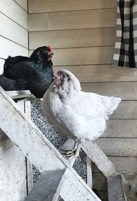 All about Roosting Bars in your Chicken Coop - Fresh Eggs Daily® with ...