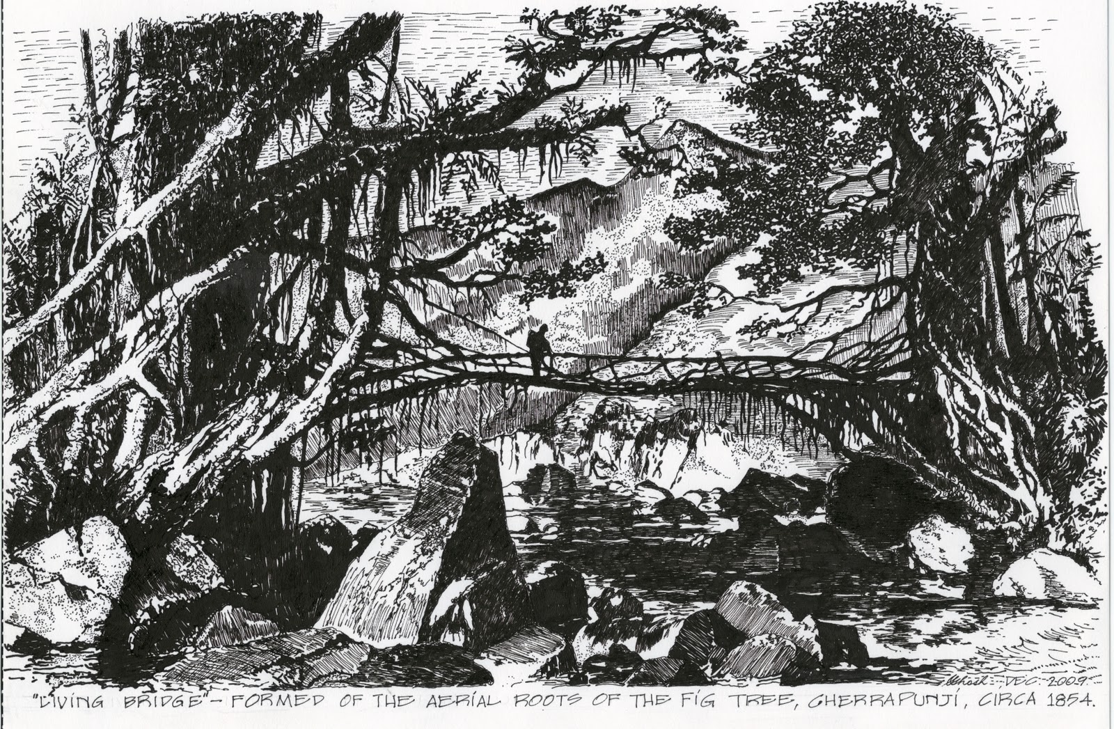 Baobab: Living Bridge Sketch, Cherrapunji 1854
