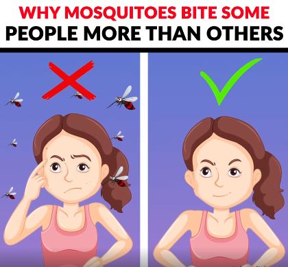 Why Mosquitoes Bite Some People More Than Others